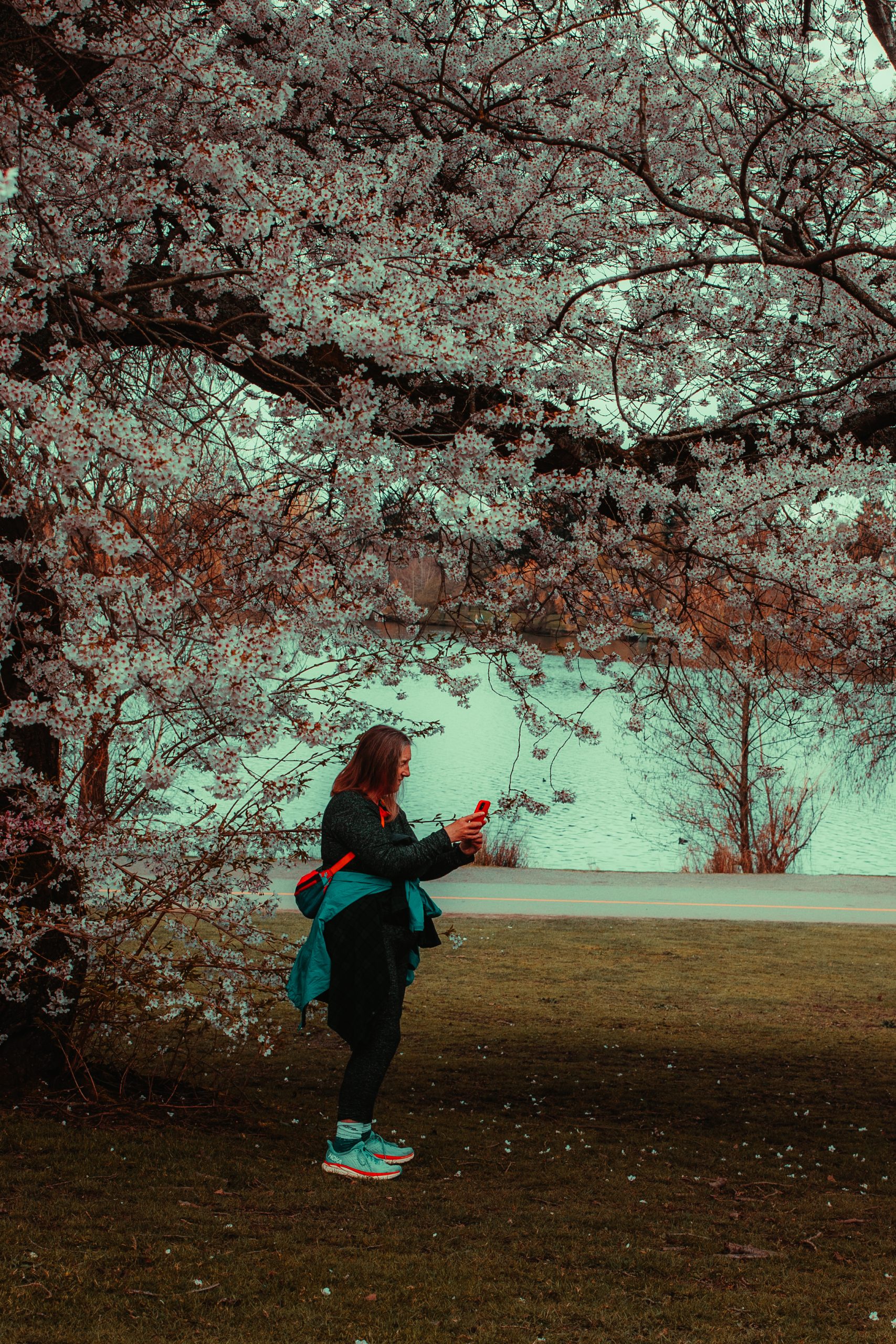 5 Locations to See Cherry Blossoms in Seattle | Erick Ramirez Photography