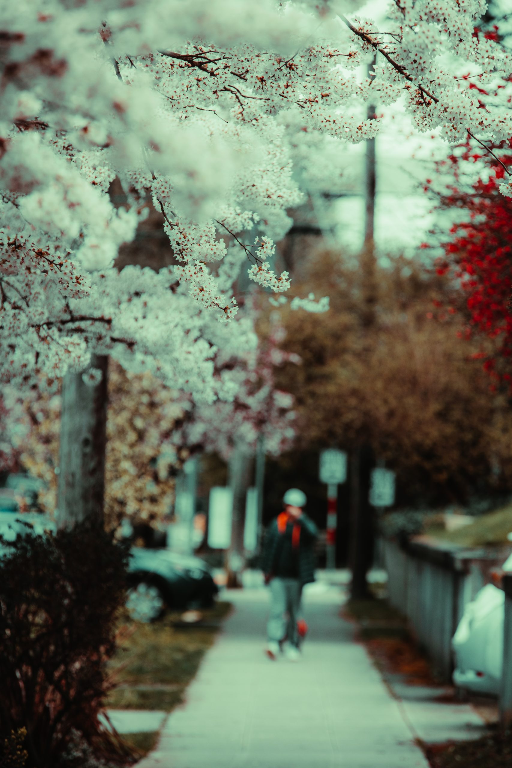 5 Locations to See Cherry Blossoms in Seattle | Erick Ramirez Photography